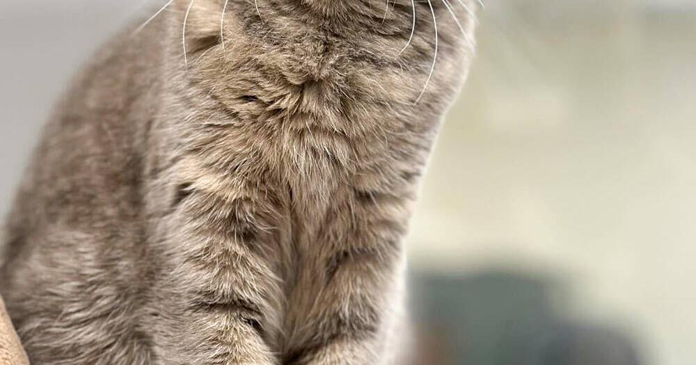 Adopt Haley At Kingdom Animal Shelter | Pets | caledonianrecord.com