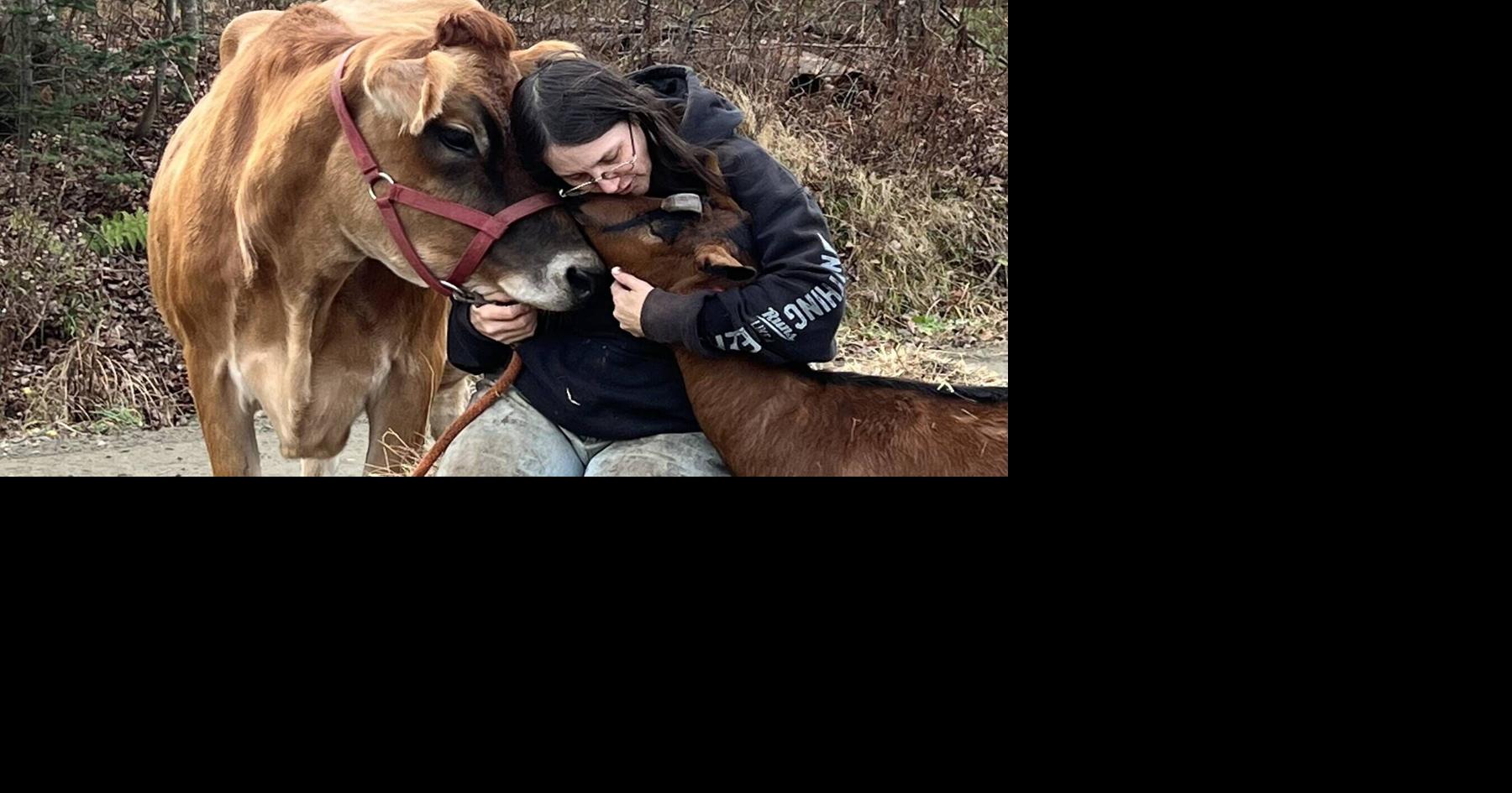 Friendship Between Disabled Goat, Protective Cow Inspires Children’s ...