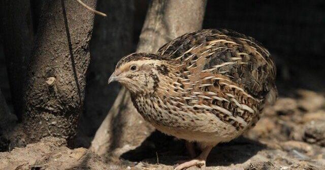 Birds who use more energy for parenthood die younger: study | National ...