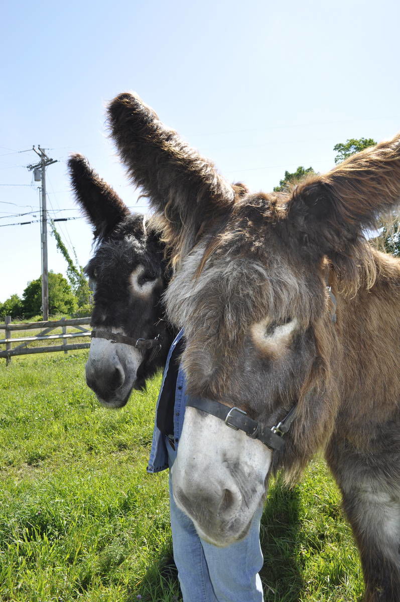 Endangered French Donkeys At Home In The Kingdom | Local News ...