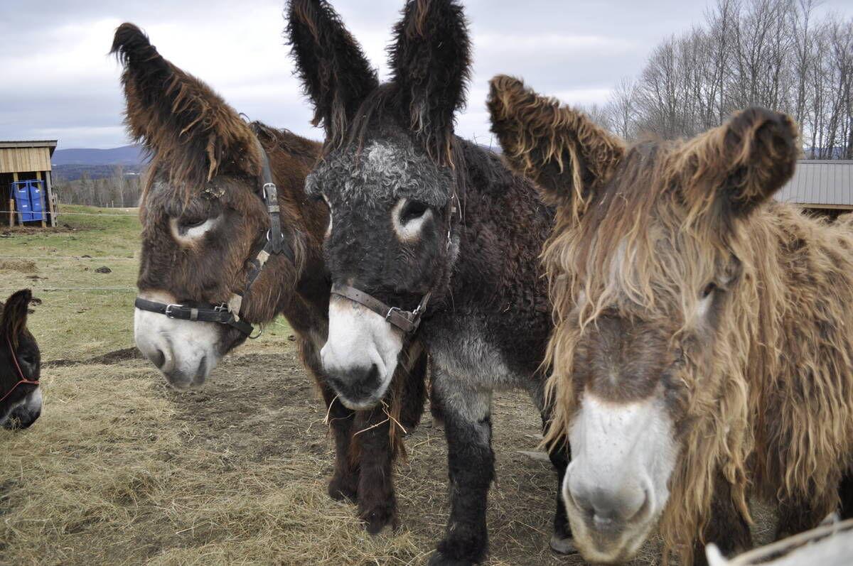 Rare Breed: Brownington Donkey Expecting After University Trip | Local ...