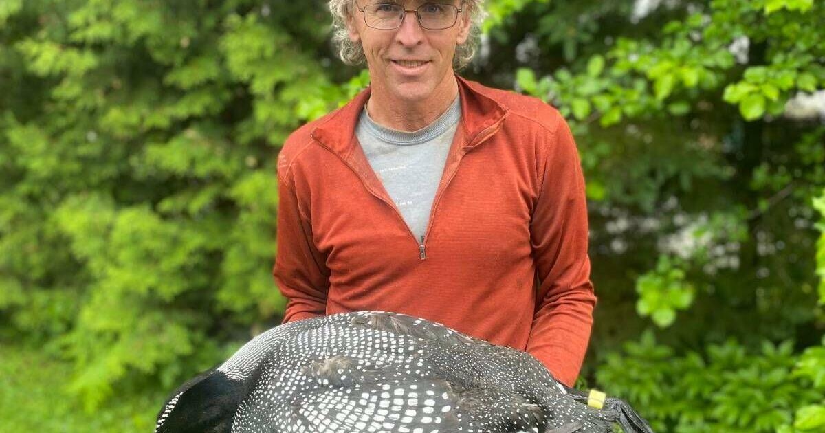 Lifelong Newark Pond Loon Killed by ‘Blunt Trauma’ | Local News ...