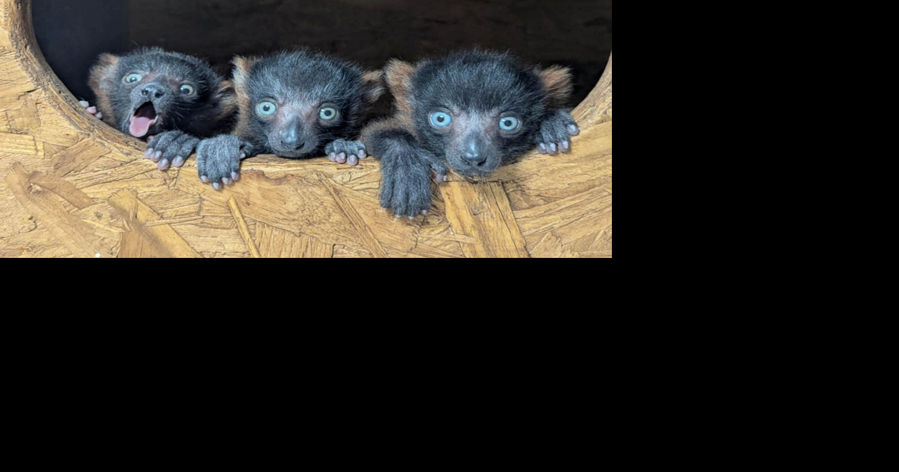 Rare lemur quadruplets born at zoo | National | caledonianrecord.com