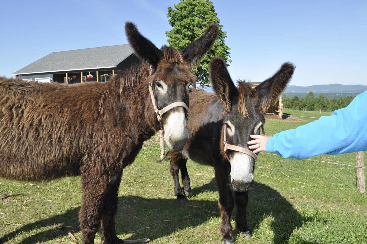 Endangered French Donkeys At Home In The Kingdom | Local News ...