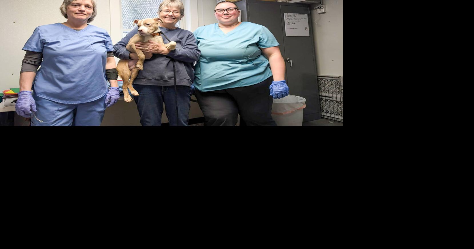 Accused Of Cruelty To Dogs Named Justice, Liberty And Freedom, Mark ...