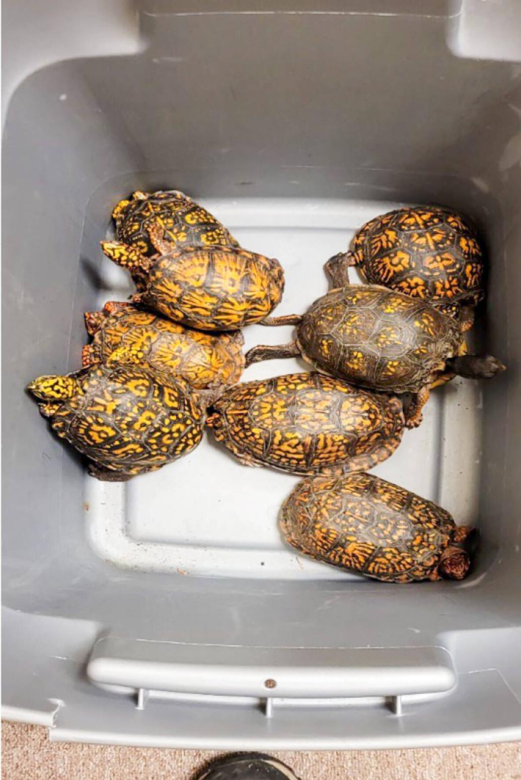Grand Jury Indicts Alleged Turtle Smuggler | Local News ...