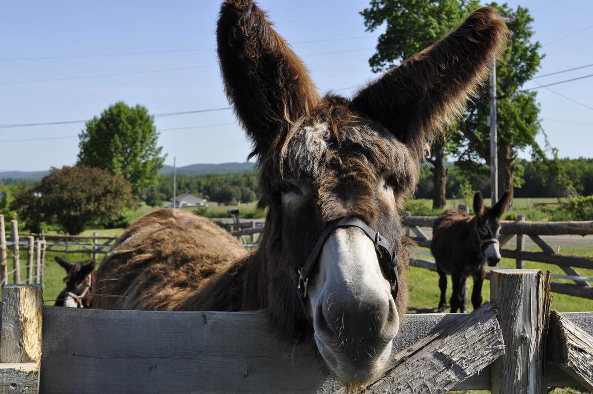 Endangered French Donkeys At Home In The Kingdom | Local News ...