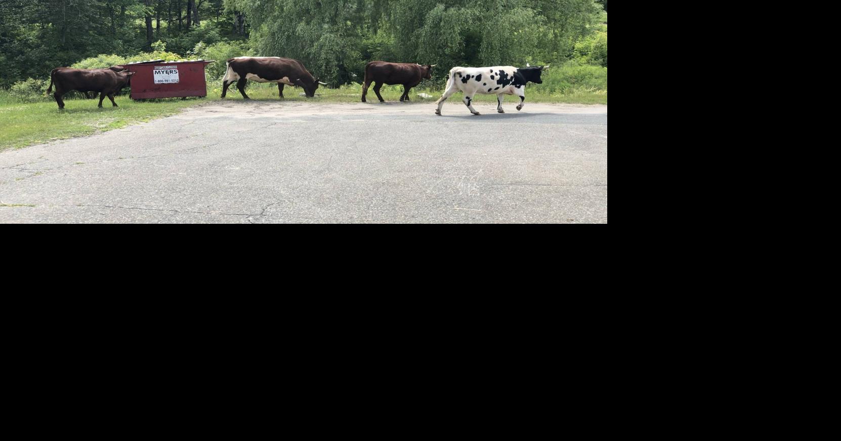 Downtown Cows On The Moooooove | Local News | caledonianrecord.com