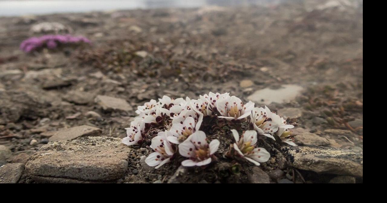 In his latest book, David George Haskell shows how flowers made our ...