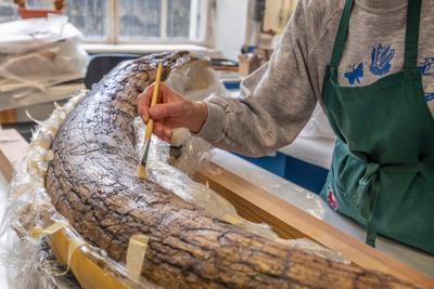 Ice Age woolly mammoth found likely butchered by hunters | National ...
