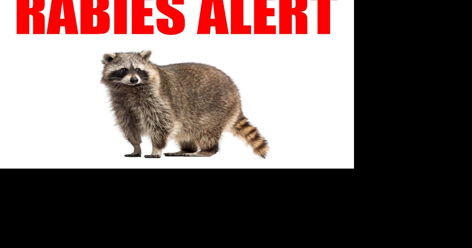 Officials Issue Rabies Alert After Discovery In Westmore Raccoon ...