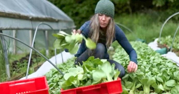 Business Watch: TV Crew Films Small Axe Farm For Documentary | Business | caledonianrecord.com