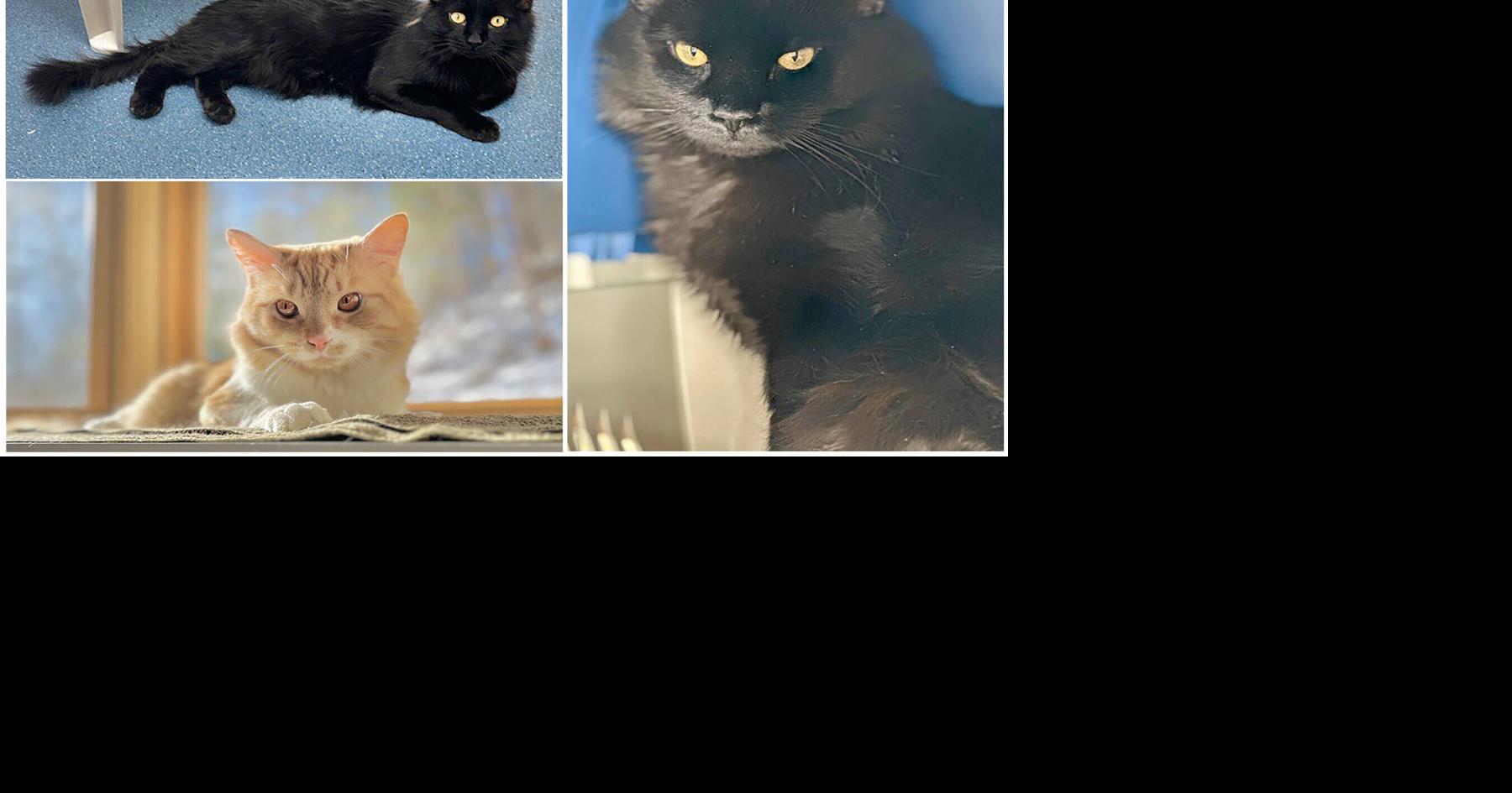 Adopt Cats From Kingdom Animal Shelter | Pets | caledonianrecord.com