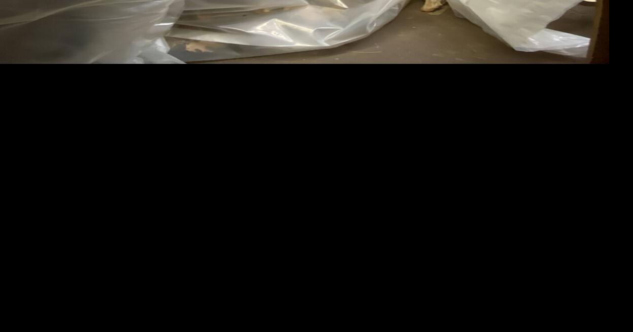 Moth Invasion Poses Significant Risks For Fairbanks Collection | Local ...