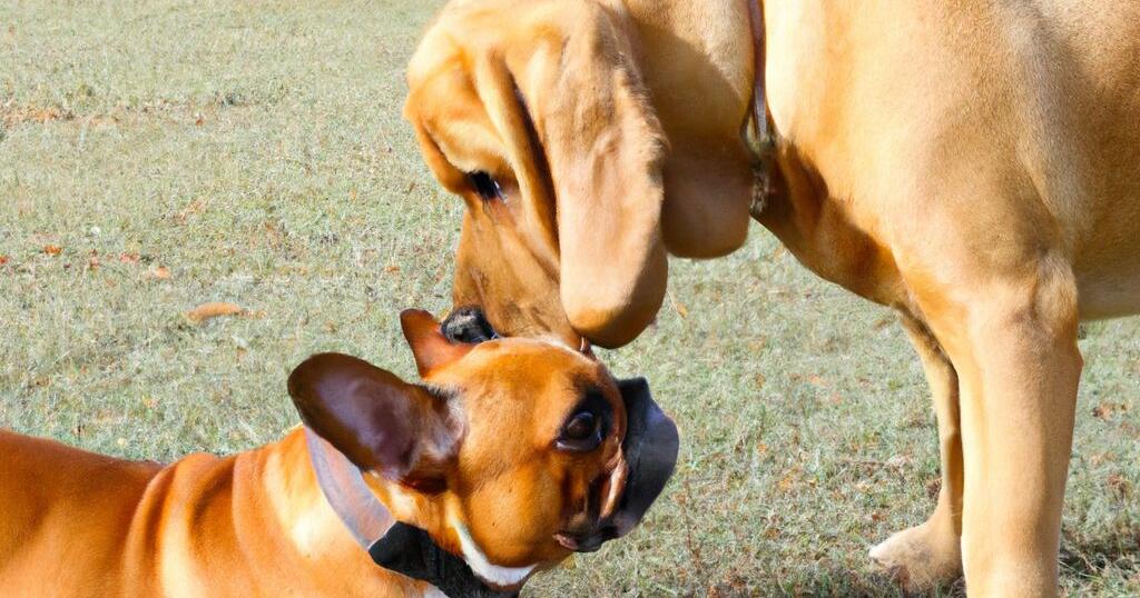 Ten Reasons We Love Dogs | Pets | caledonianrecord.com