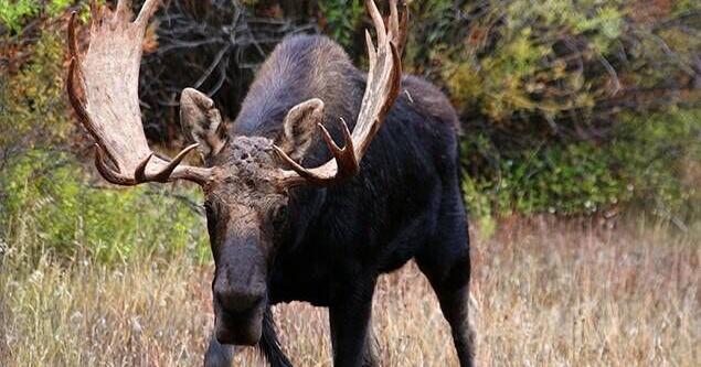 Local Moose Population Holds Strong Against Ticks, Brain-Worm | Local ...