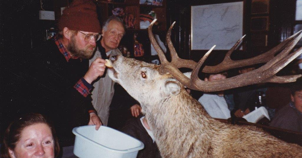 Real stag party! Deer joins party in youth hostel | National ...