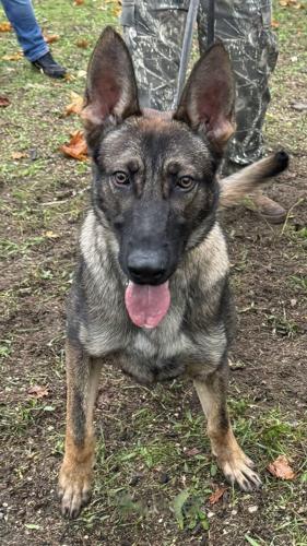 Goodhue County Sheriff’s Office welcomes new K-9 | Government ...