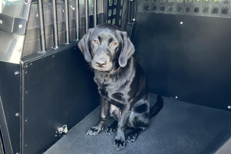 Goodhue County Sheriff’s Office welcomes new K-9 | Government ...