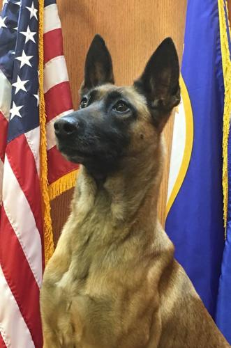 Goodhue County Sheriff’s Office welcomes new K-9 | Government ...