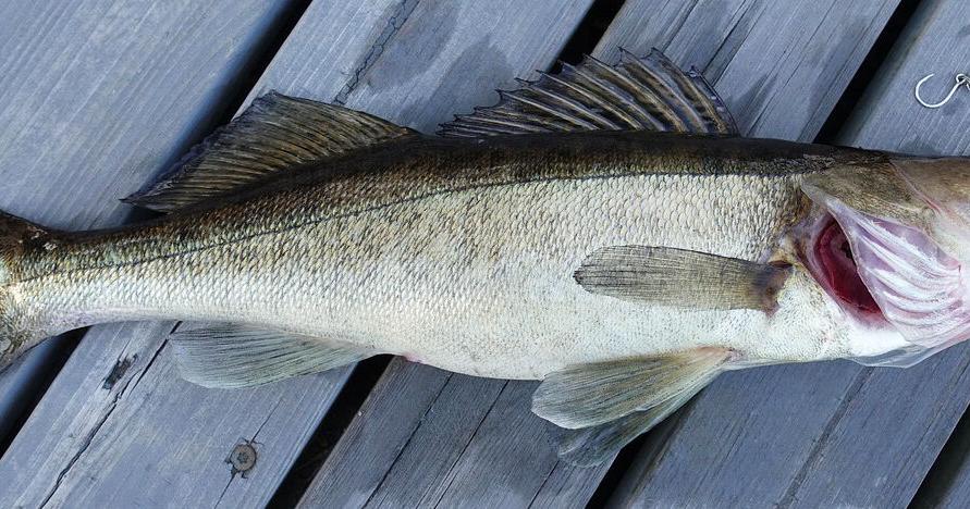 Public input sought on reducing statewide walleye limit | Local News ...