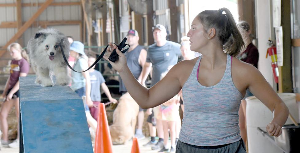 Showing their skills: Dogs, young owners run agility course at Cannon ...