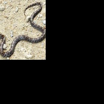 From the Porch: Bats, snakes and pesky rodents | Columns | cannonfallsbeacon.com