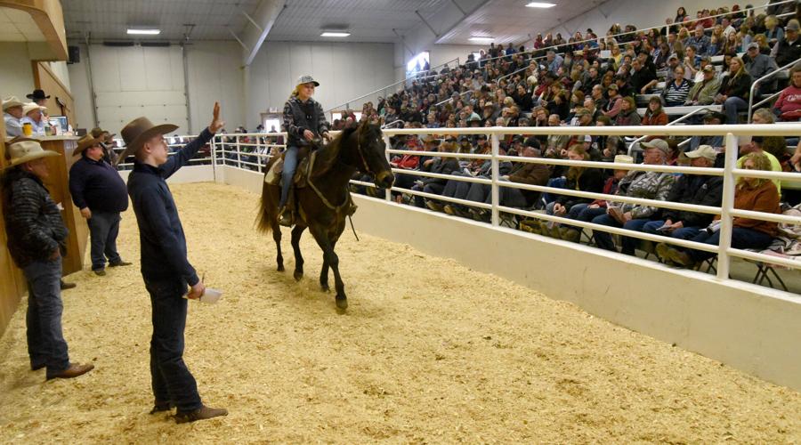 Horse sale draws hundreds to arena | Local News | cannonfallsbeacon.com
