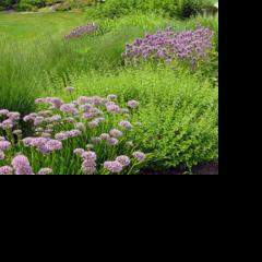 University of Minnesota-Extension: Gardening with non-invasive plants ...