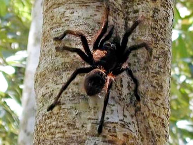 Tarantulas use ‘spidey sense’ to remember where to hunt | National ...