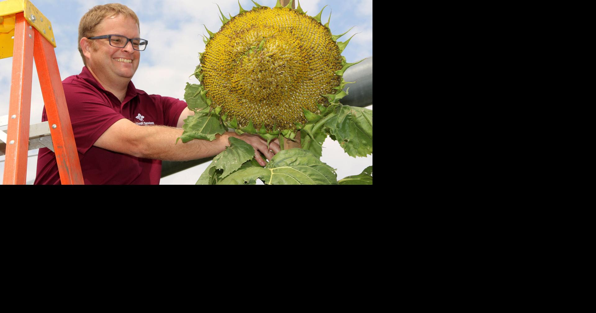 Sunflower contest spurs project | News | carrollspaper.com