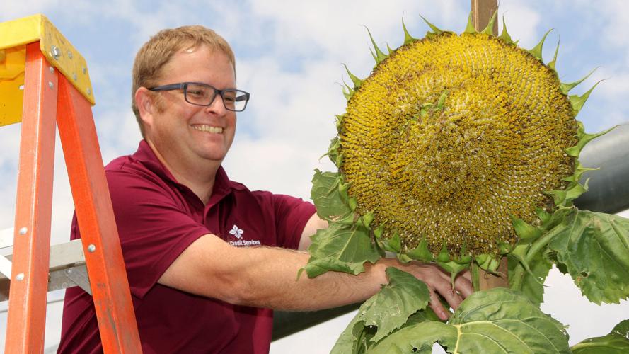 Sunflower contest spurs project | News | carrollspaper.com