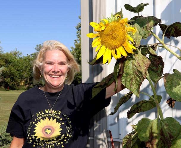 Sunflower contest spurs project | News | carrollspaper.com