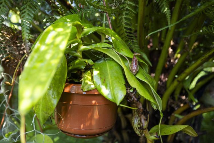 Couple turns ‘bland’ backyard into jungle paradise after 10 years ...