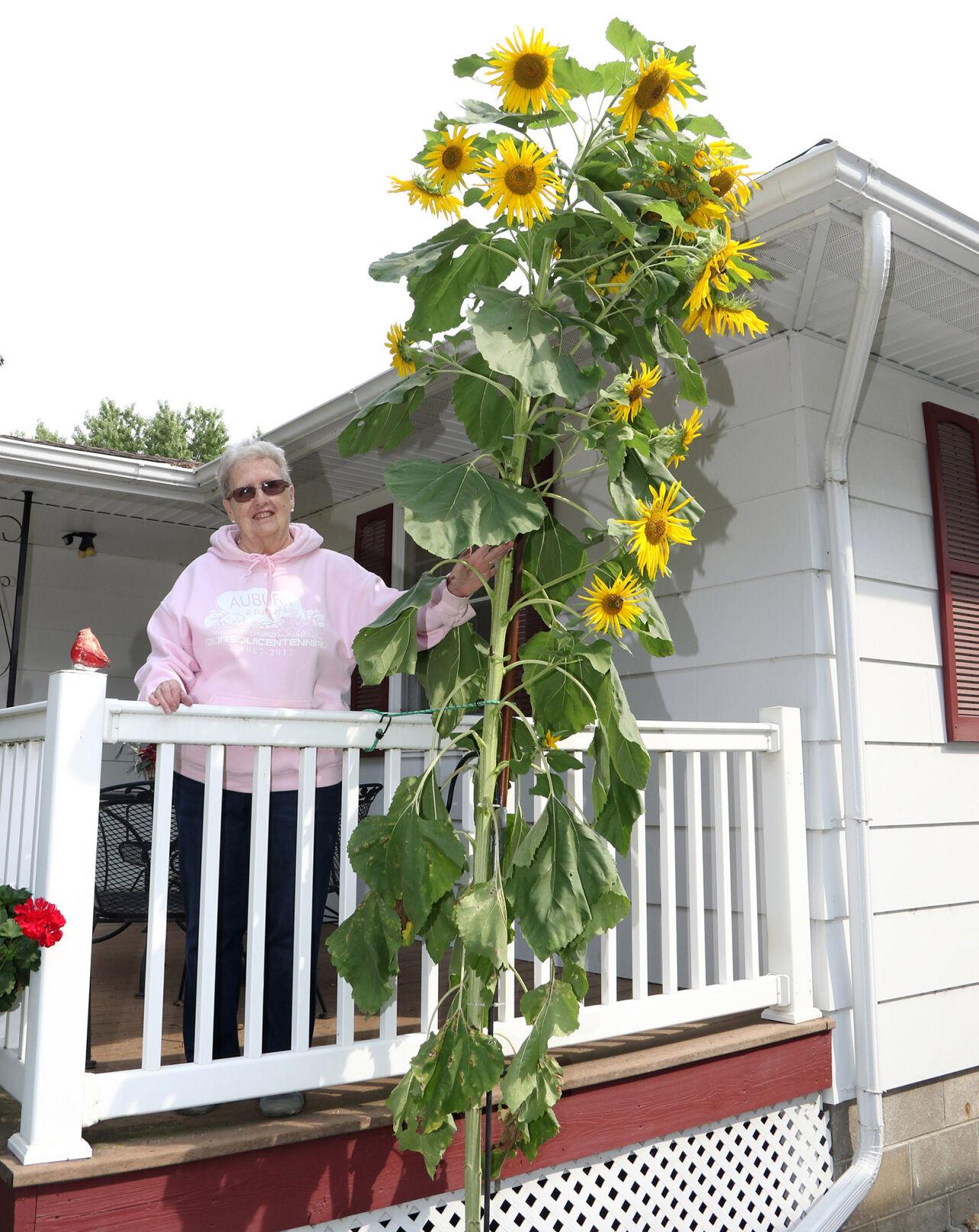 Sunflower contest spurs project | News | carrollspaper.com