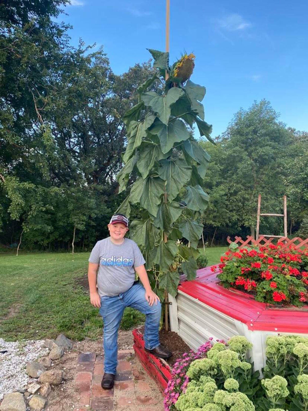 Sunflower contest spurs project | News | carrollspaper.com