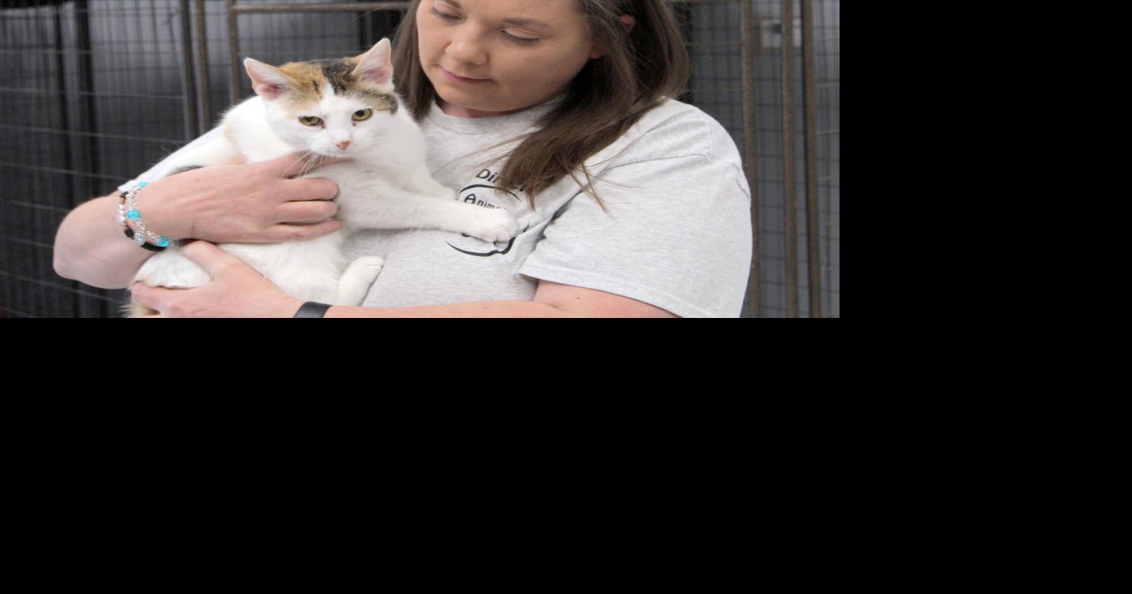 Animal Rescue of Carroll welcomes new director | News | carrollspaper.com