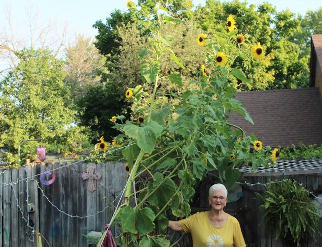 Carroll woman grows near 12-foot sunflower | News | carrollspaper.com