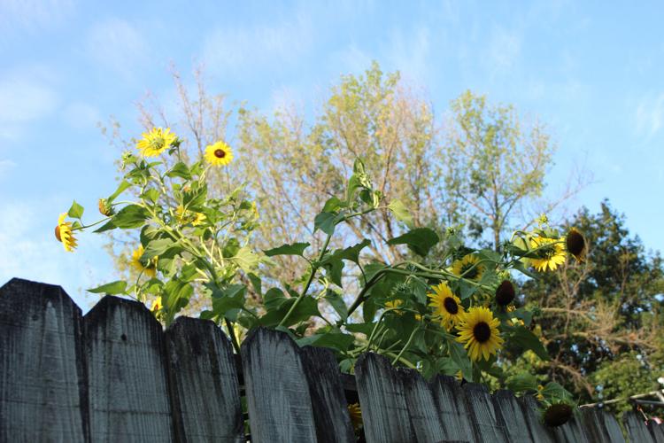 Carroll woman grows near 12-foot sunflower | News | carrollspaper.com