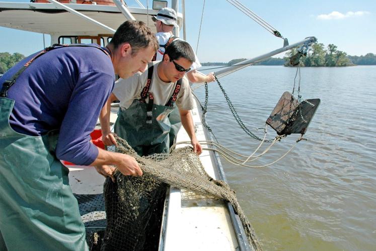 Study finds crabs hide to avoid cannibalism | National | carrollspaper.com