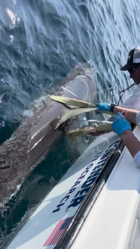 Rare 9-foot shark spotted 60 miles off Florida coast | National ...