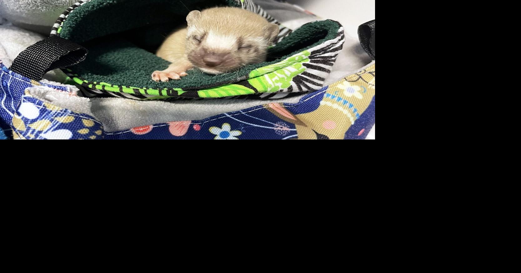 Orphaned weasel returns to wild after 70 days in care | National ...