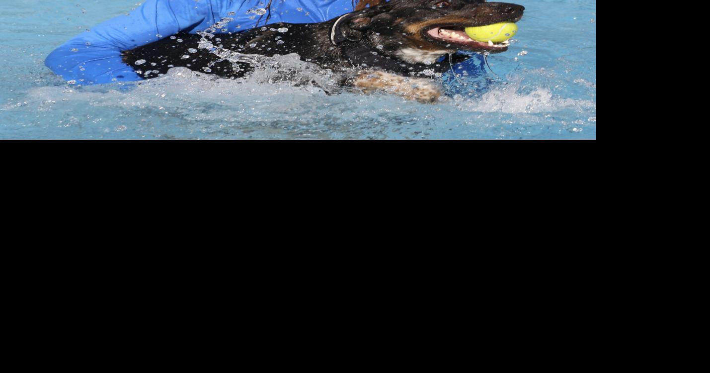 Dogs have their day at ARC’s Doggie Dip | News | carrollspaper.com