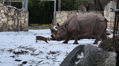 Tiny deer comes out on top while facing rhino | National ...