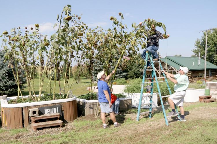 Sunflower Showdown Contest spurs trail project | News | carrollspaper.com