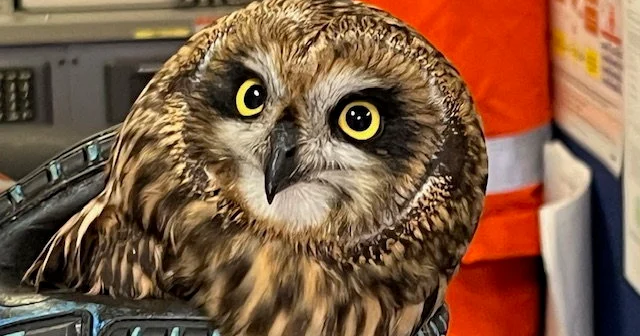 ‘Lucky’ owl survives 100mph storm winds | National | carrollspaper.com