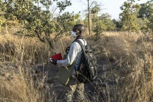 In remote Senegal, chimp researchers escape gold mines' perils ...