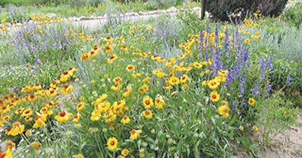 Try easy native plant combinations for any yard | Free Content ...
