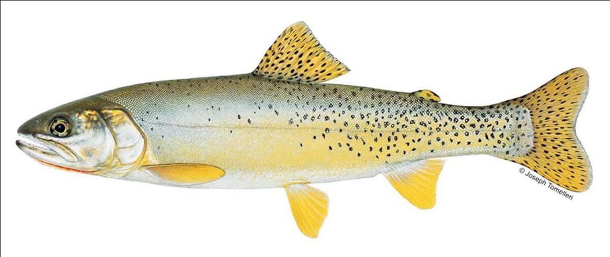 Zombie fish? CPW aquatic biologists embark on search for long-lost ...