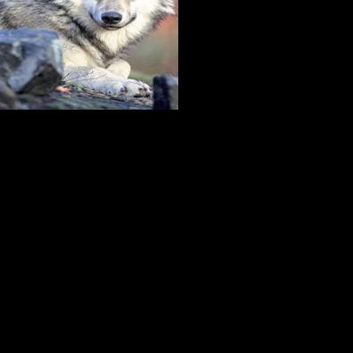 Wildlife center conducts wolf naming contest | News ...
